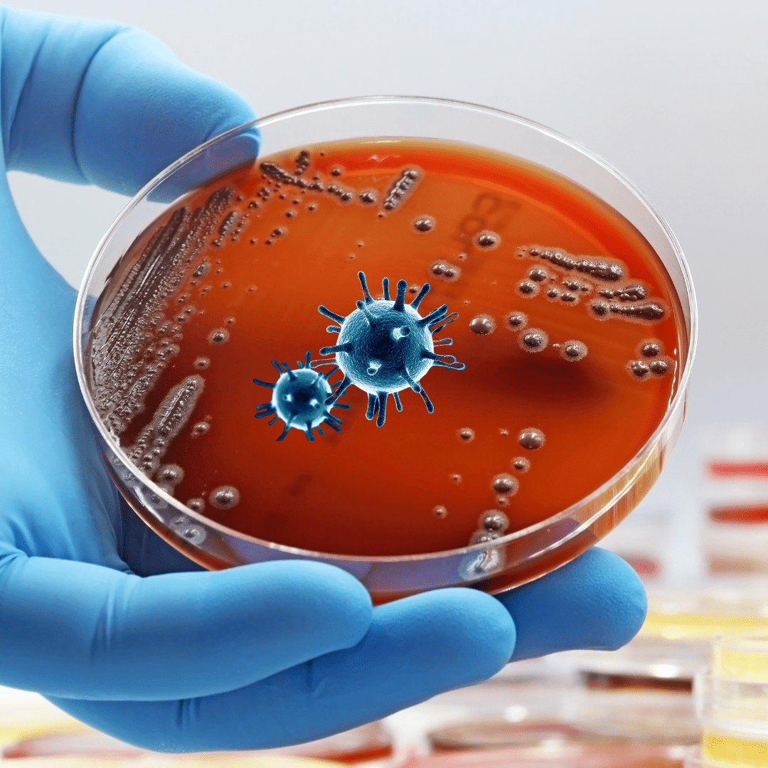Microbiology - Marylebone Diagnostic Centre