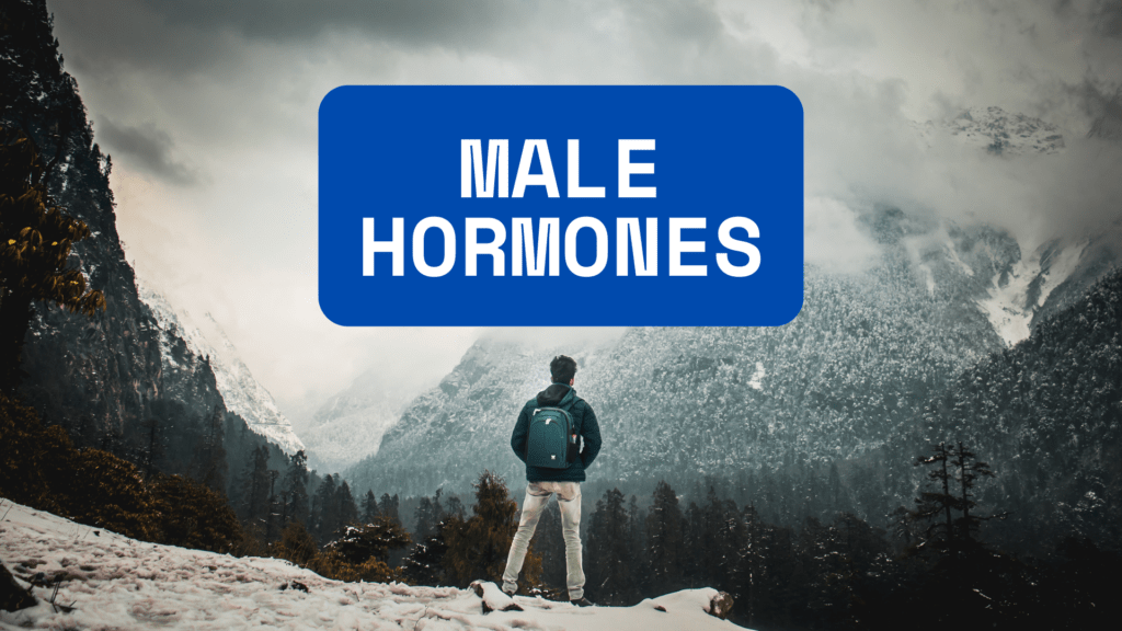 How Hormones Affect Male Fertility in London – What You Need to Test ...