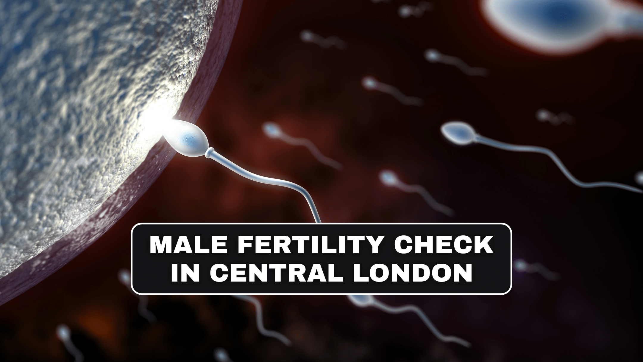 Trying for a Baby? Male Fertility Test London | Marylebone Lab